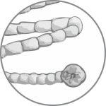 Skyworm Cat - SkyEc Pharma