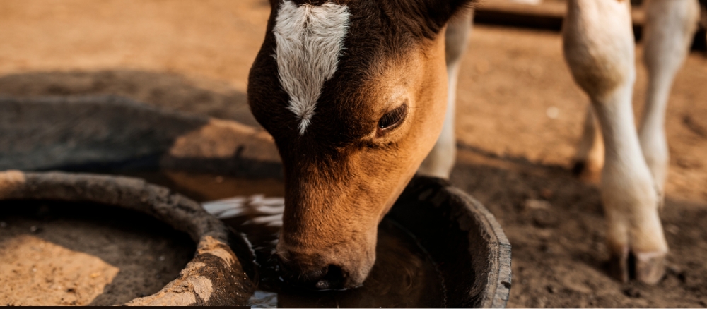 Why Clean Water Is Essential for Cattle & Buffalo Health